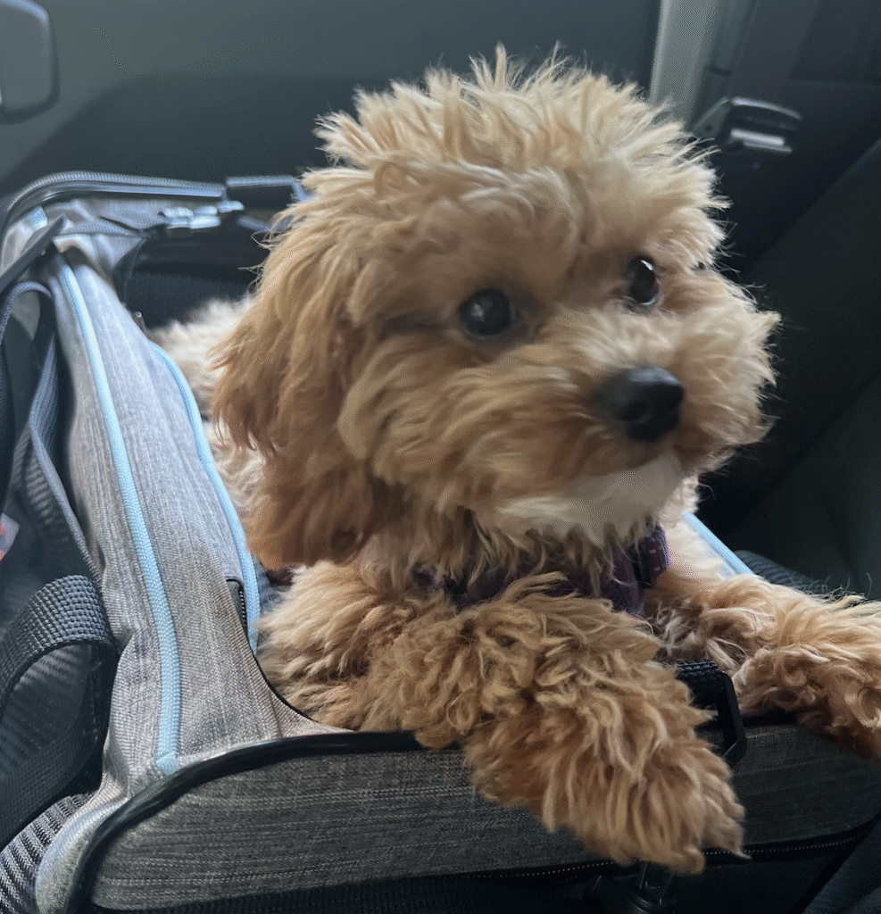 Even the Dog is Tired 🐾. How to Reset and Rest. - Quartner & Associates